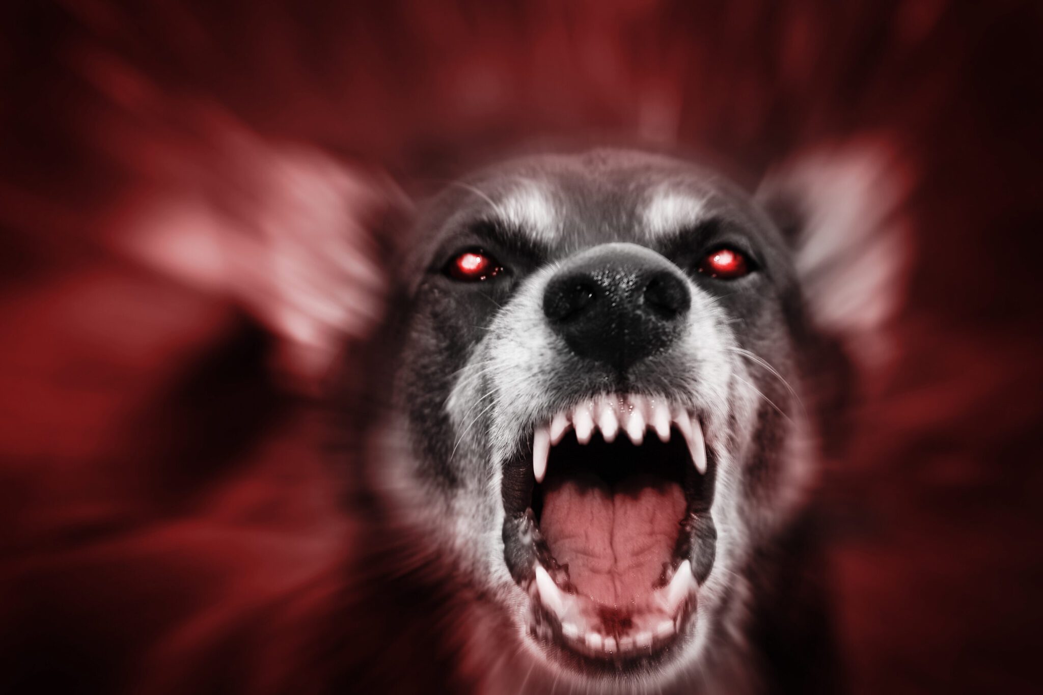 El sorprendente desenlace del misterioso perro a medianoche