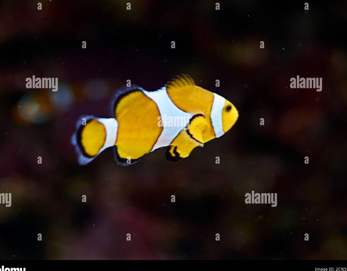 Descifrando el enigma: El verdadero significado de Nemo" en latín"