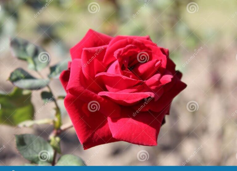 Frases románticas inspiradas en el color rojo: amor ardiente y apasionado
