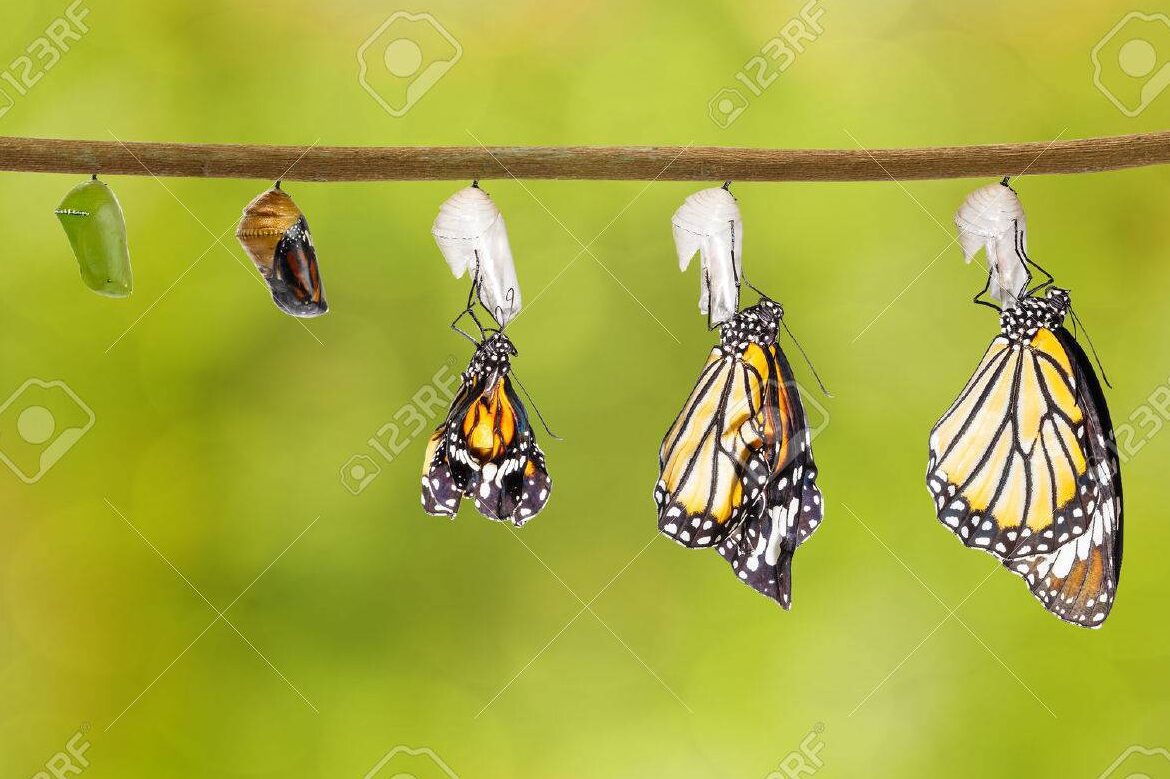 De gusano a mariposa: el bello viaje de transformación en un poema
